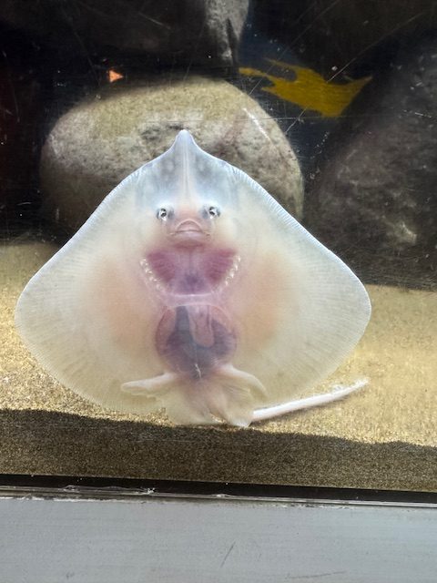 Insights from your local thalassophile … Deepwater skates sure are are ...